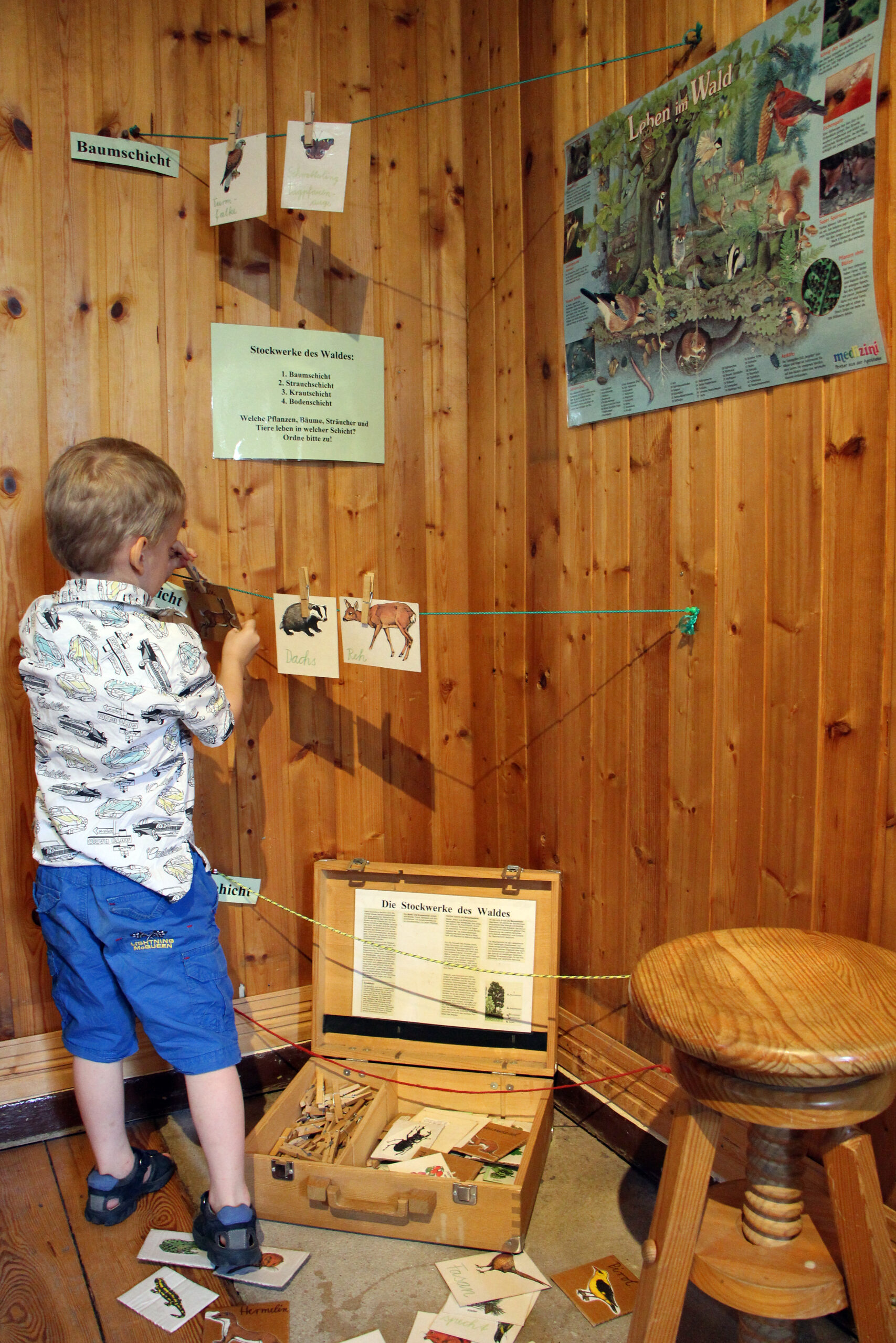 Berlin Waldmuseum Forest Museum ecosystem – The Bear & The Fox