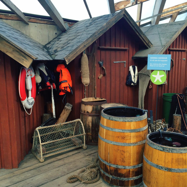 {Sweden} Hands-on Science at Gothenburg’s Universeum – The Bear & The Fox