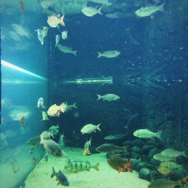 {Sweden} Hands-on Science at Gothenburg’s Universeum – The Bear & The Fox