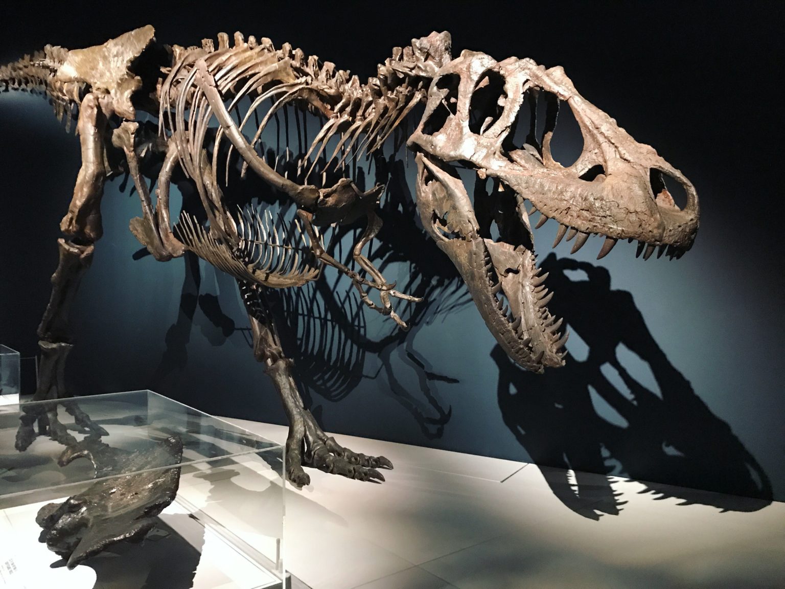 {Edinburgh} Tyrannosaurs at the National Museum of Scotland – The Bear ...