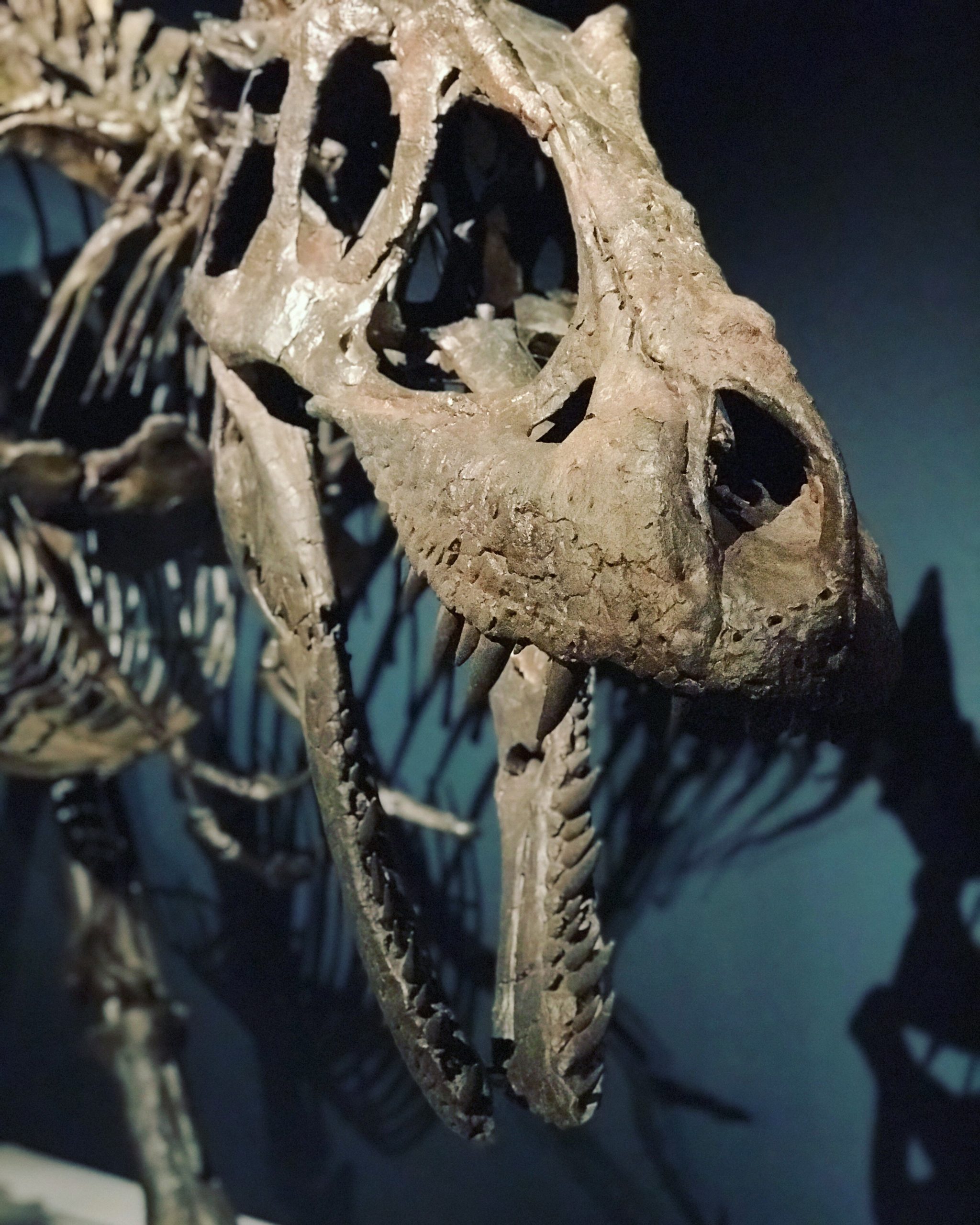 Scotland Tyrannosaurs exhibition dinosaur close up – The Bear & The Fox