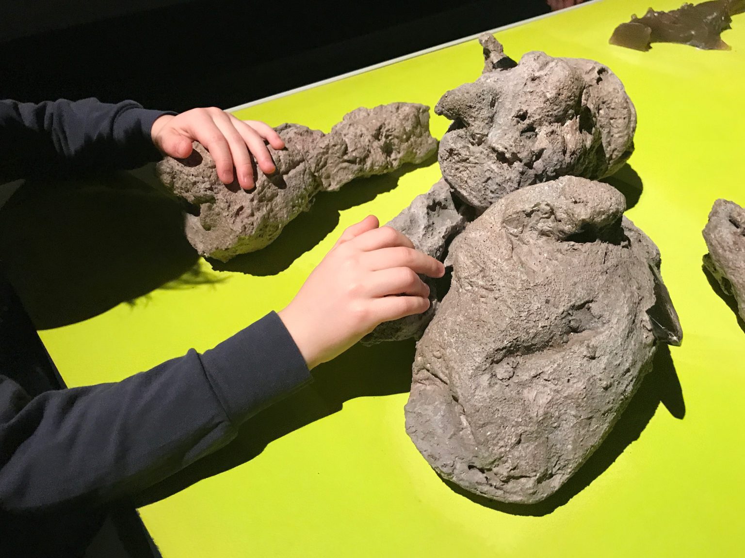 {Edinburgh} Tyrannosaurs at the National Museum of Scotland – The Bear ...