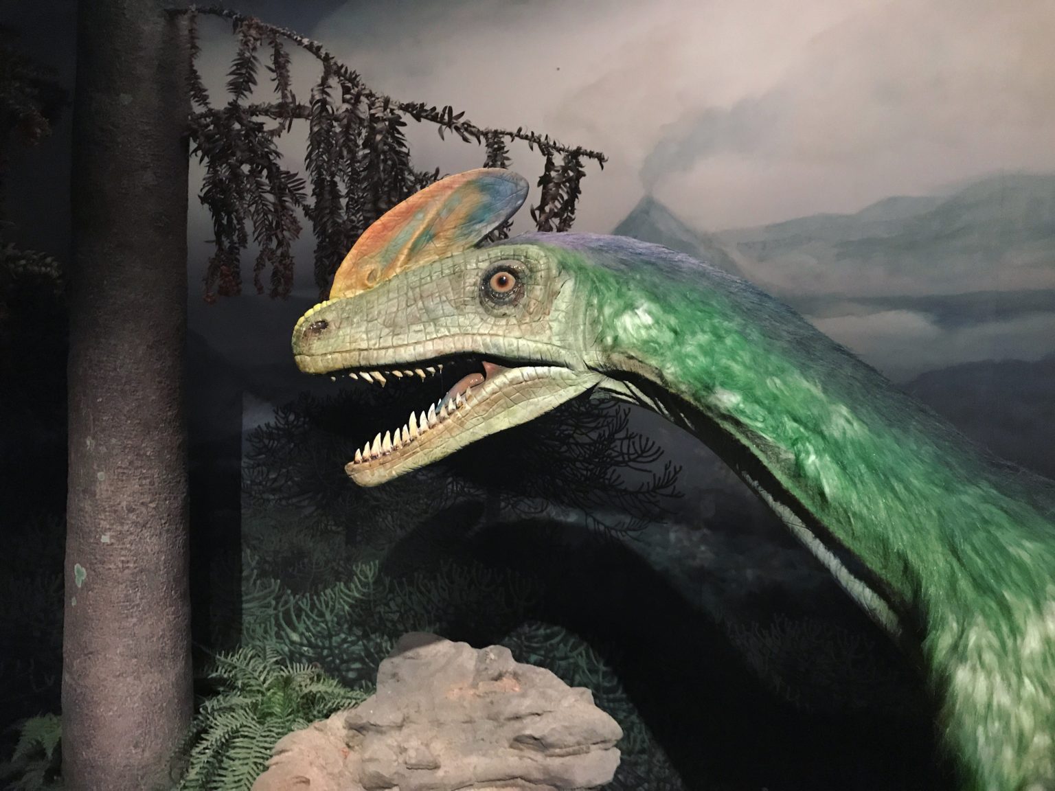 {Edinburgh} Tyrannosaurs at the National Museum of Scotland – The Bear ...