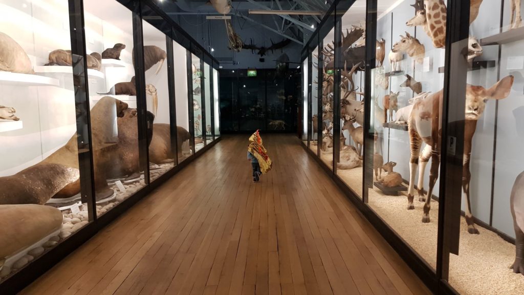 Museum Explorers – The Family Ticket – Tring Museum – The Bear & The Fox