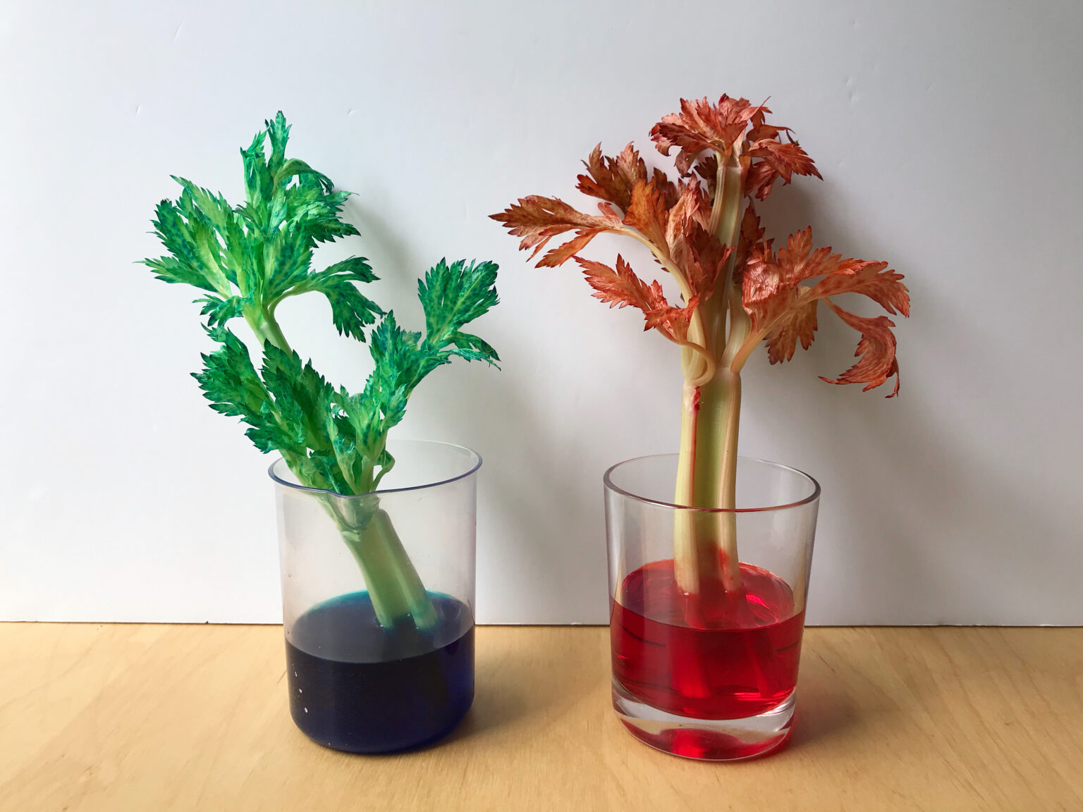 Celery Science Experiment – The Bear & The Fox