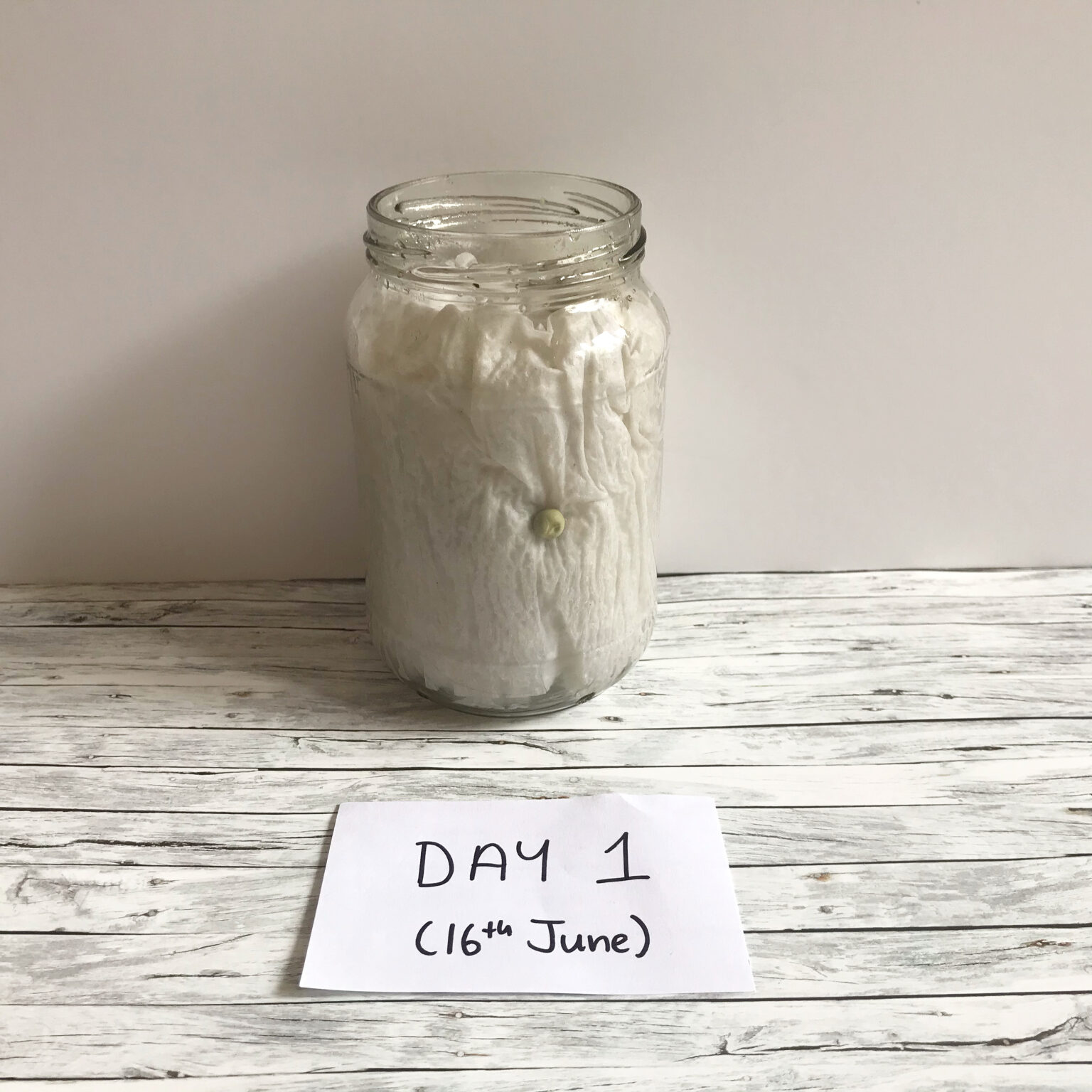 Seed Germination Experiment – The Bear & The Fox