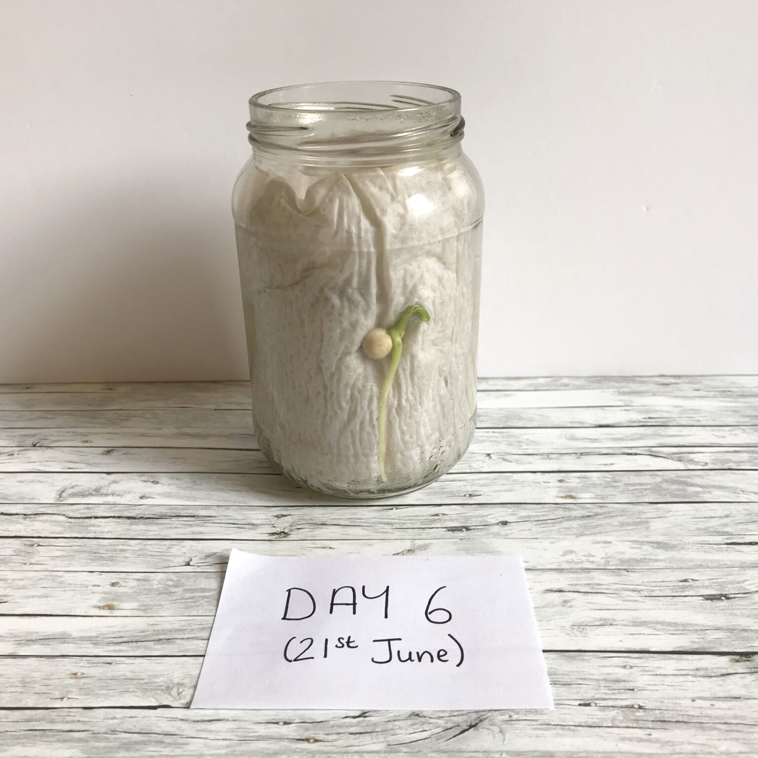 Seed Germination Experiment – The Bear & The Fox