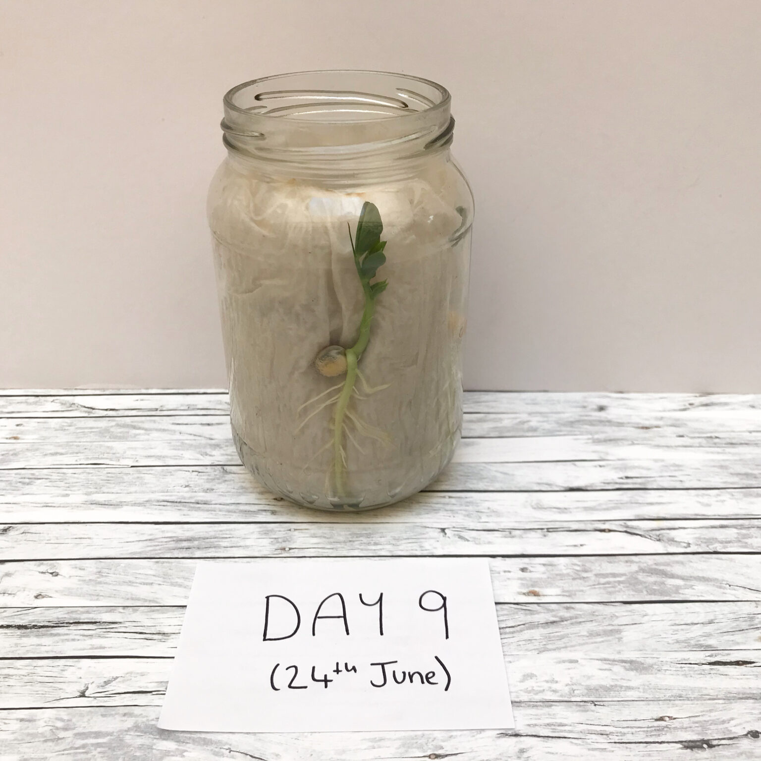 Seed Germination Experiment – The Bear & The Fox