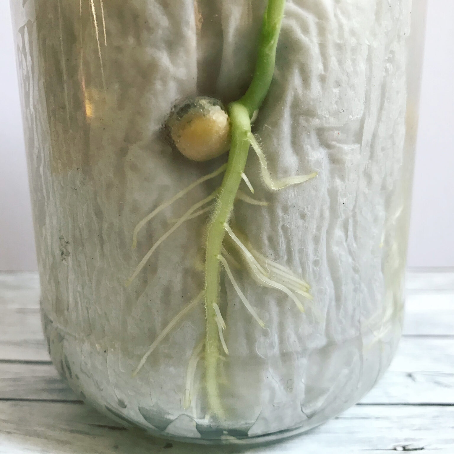 Seed Germination Experiment – The Bear & The Fox