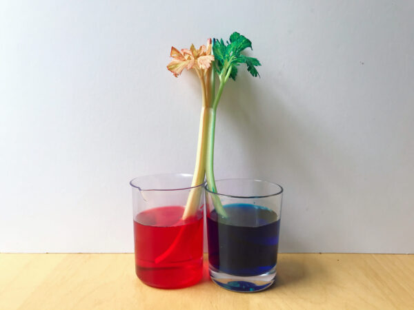 Celery Science Experiment – The Bear & The Fox