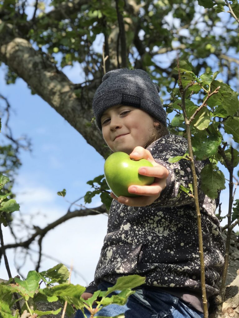 Foraged Apple & Bramble Crumble – The Bear & The Fox