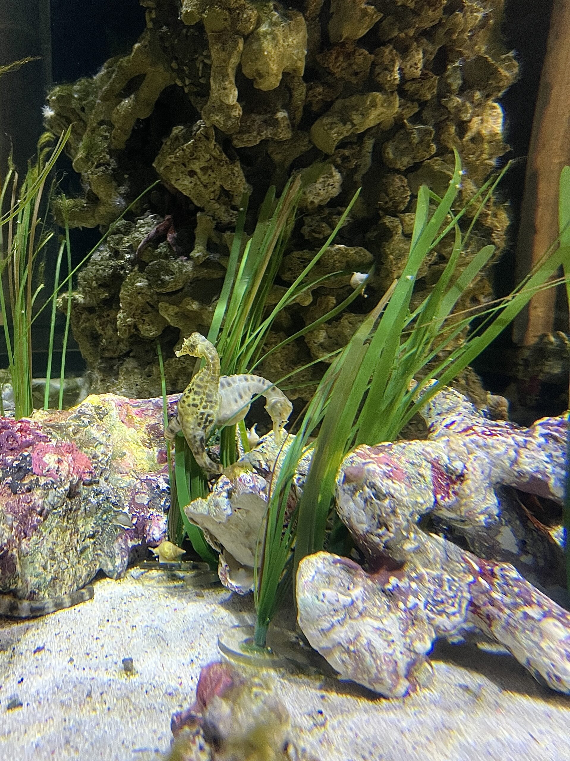 Deep Sea World – Scotland’s National Aquarium – The Bear & The Fox