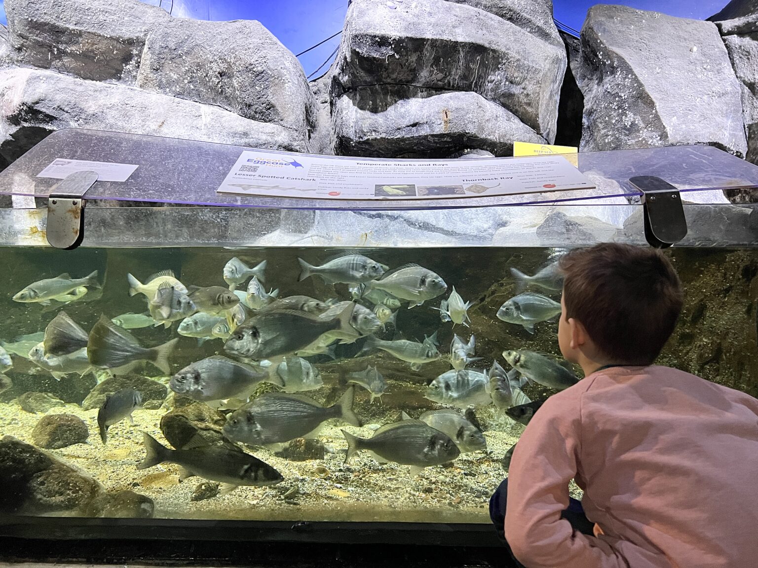 Deep Sea World – Scotland’s National Aquarium – The Bear & The Fox