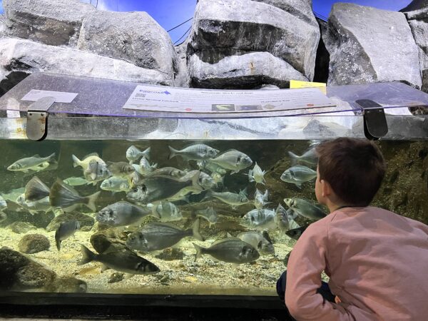 Deep Sea World – Scotland’s National Aquarium – The Bear & The Fox