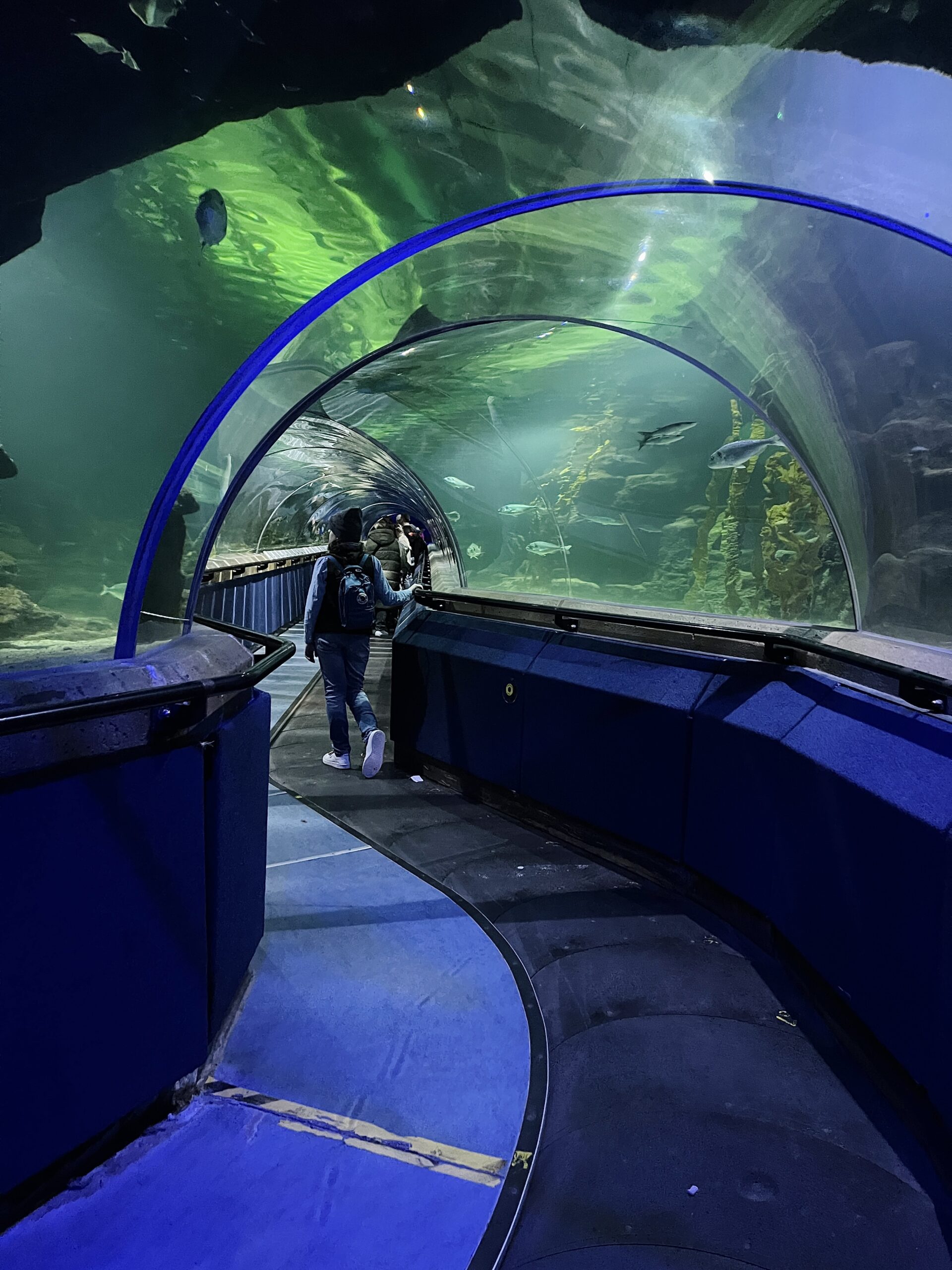 Deep Sea World – Scotland’s National Aquarium – The Bear & The Fox