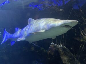 Deep Sea World – Scotland’s National Aquarium – The Bear & The Fox