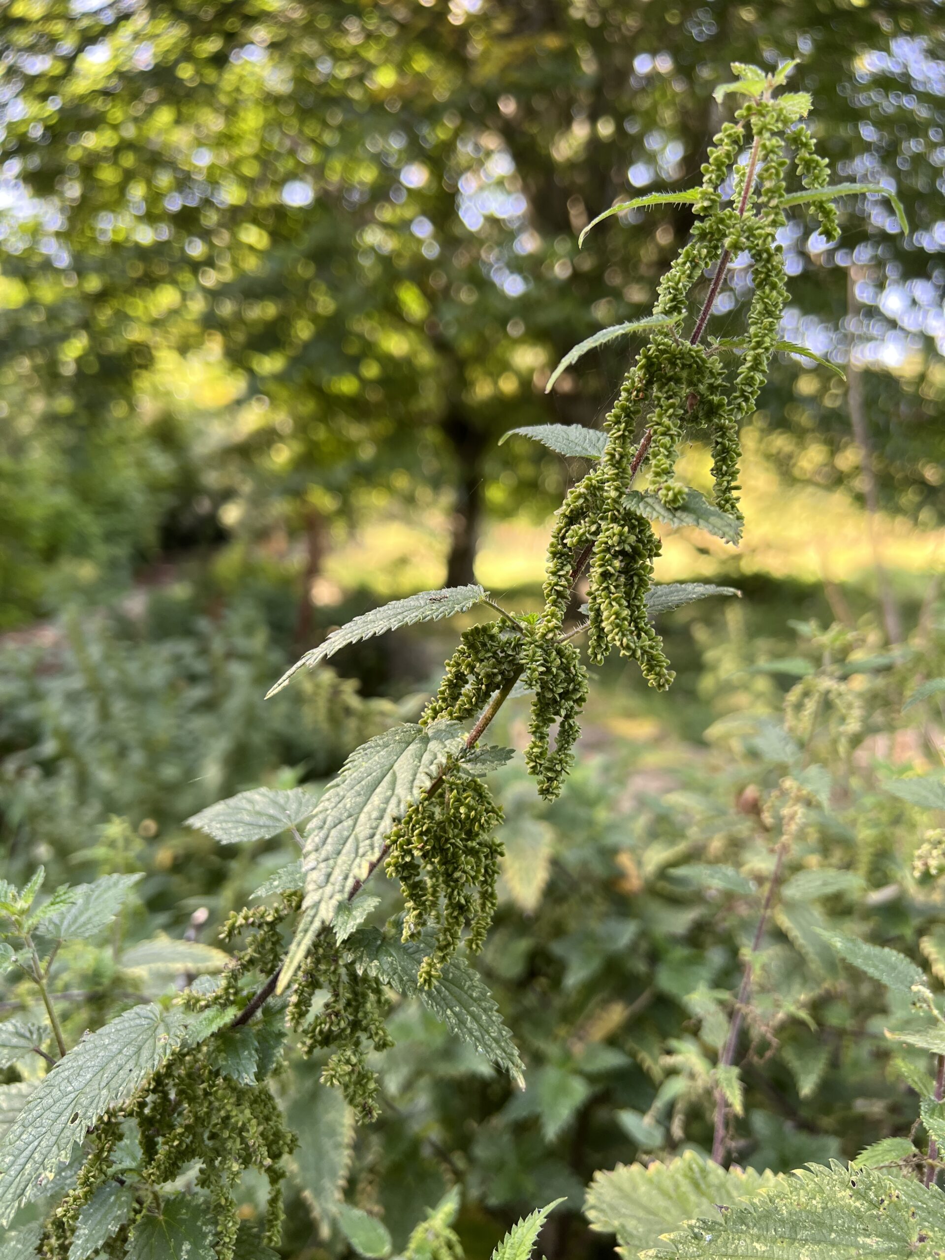 Foraging for Nettle Seeds – The Bear & The Fox