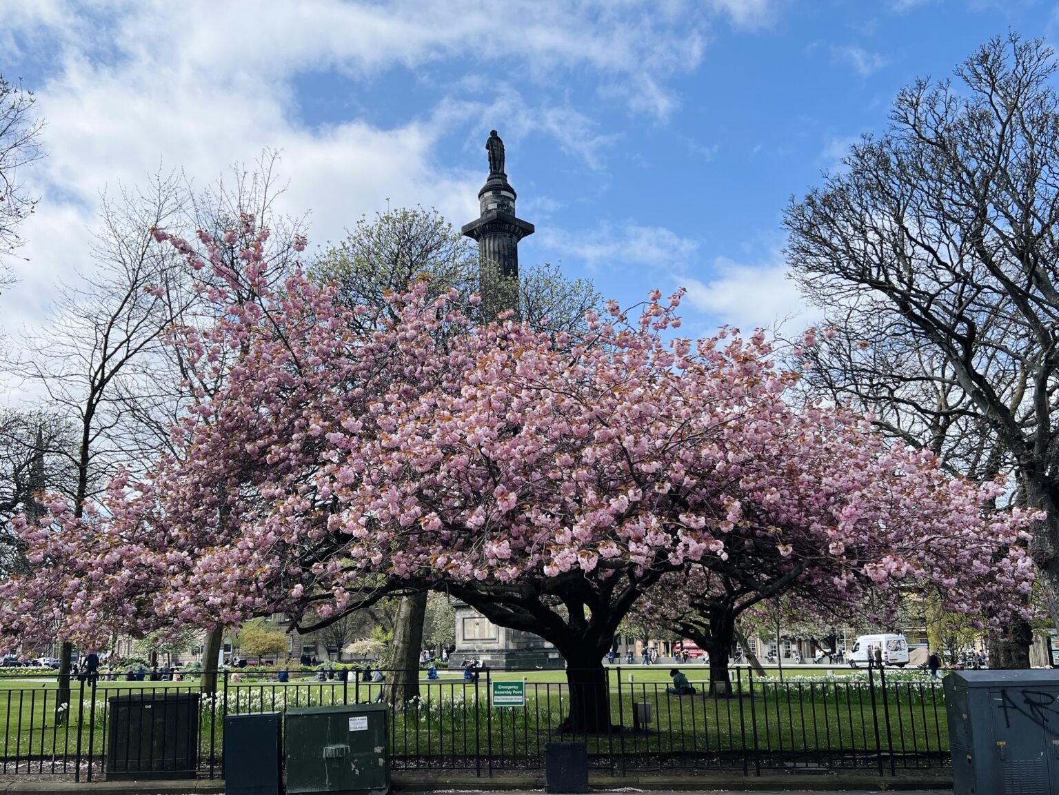 Our Top 10 Spots to view Cherry Blossoms in Edinburgh – The Bear & The Fox