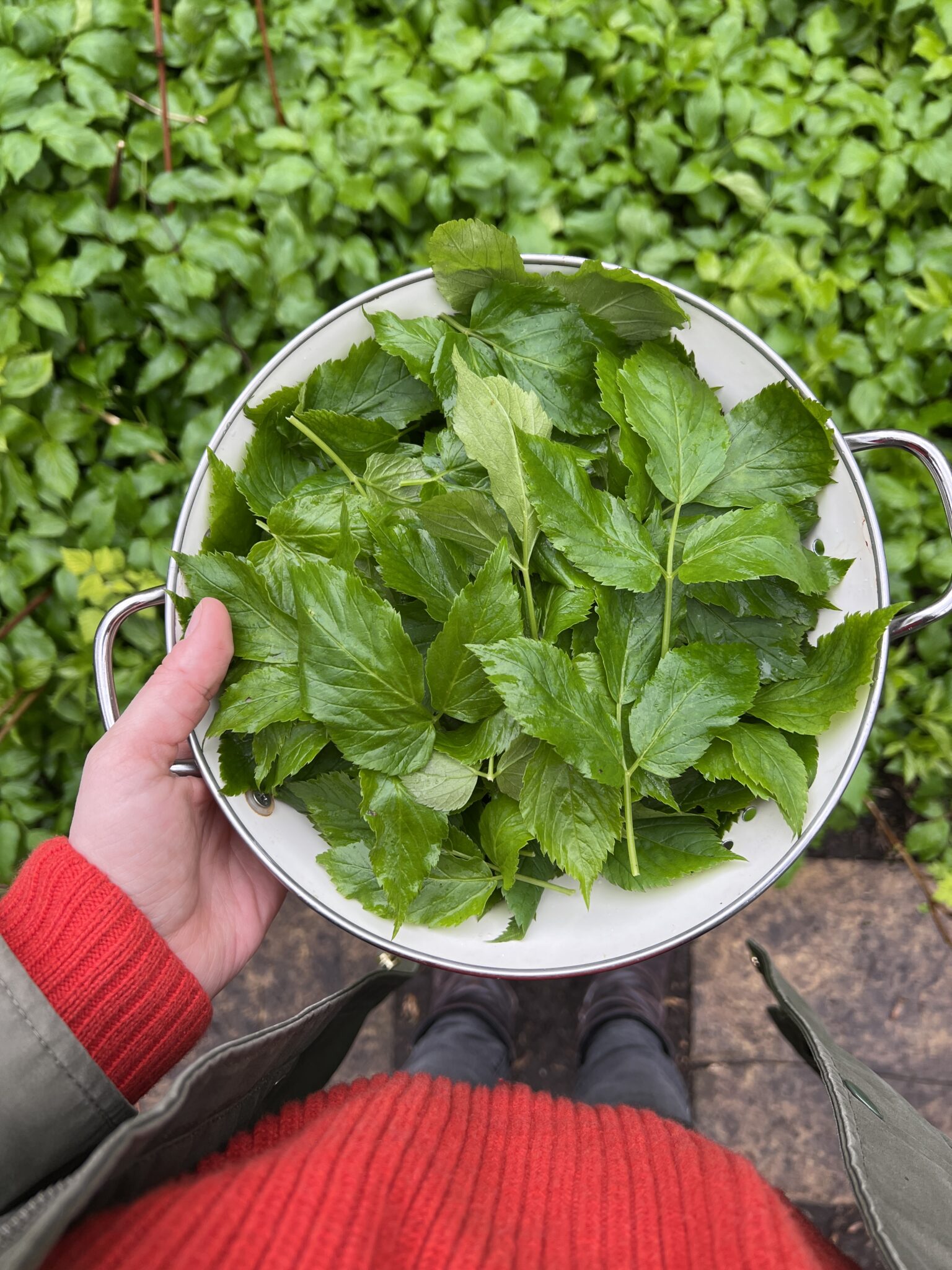 Ground Elder & Potato Bake – The Bear & The Fox
