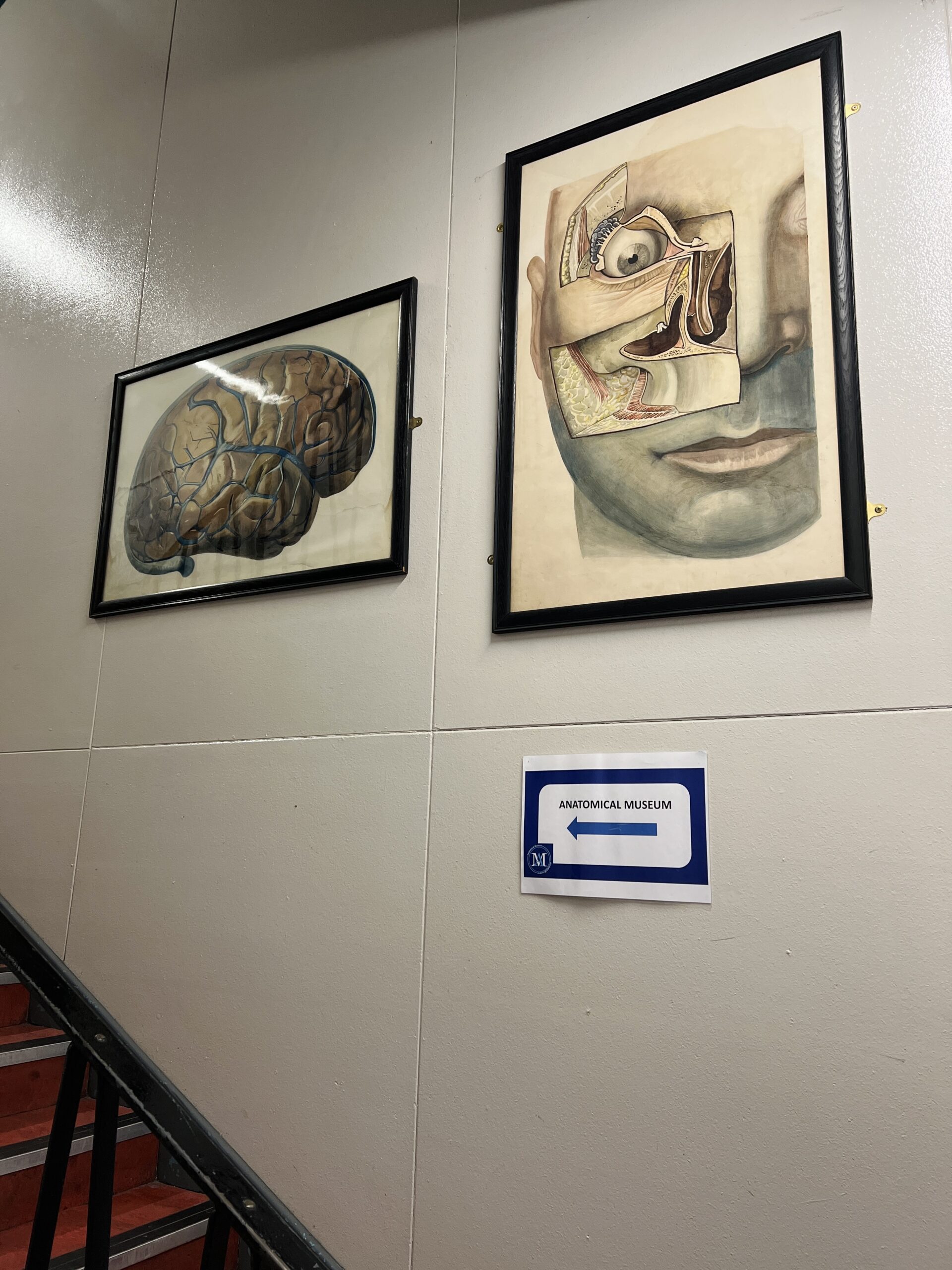 {Edinburgh} The Anatomical Museum with Kids – The Bear & The Fox