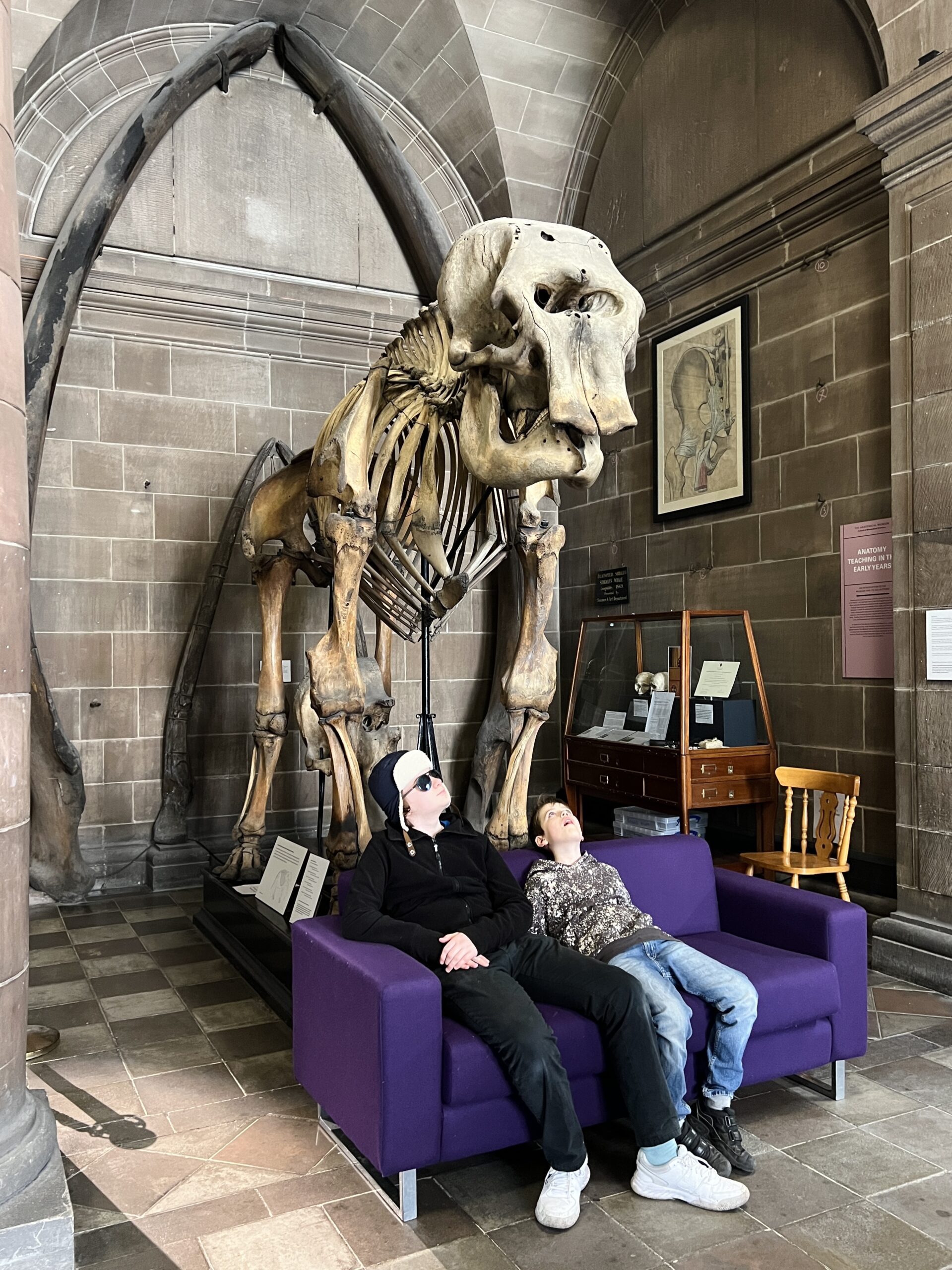 {Edinburgh} The Anatomical Museum with Kids – The Bear & The Fox